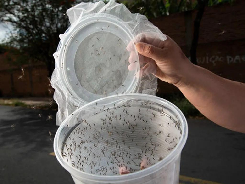 Guangzhou "mosquito factory" releases 360 million sterilized mosquitoes ...