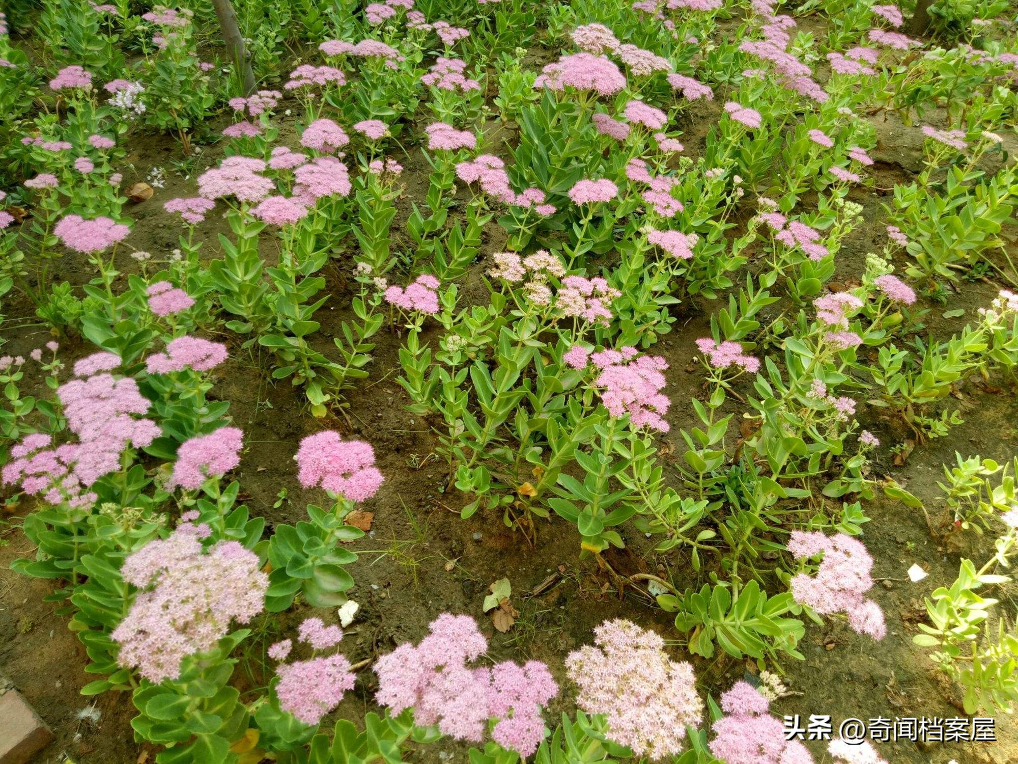 The rare plant Yunnan Baiyao: from traditional medicine to cultural ...