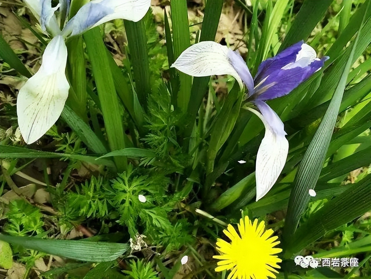 Malan flower blooms - the legend of Lijiaxia - iNEWS