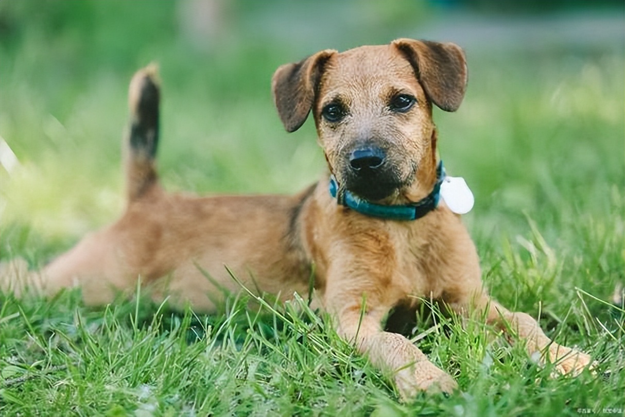 When is the most difficult time for a dog, and what are the most ...