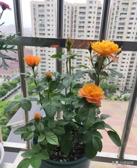 Detailed Explanation of Household Potted Rose - iNEWS