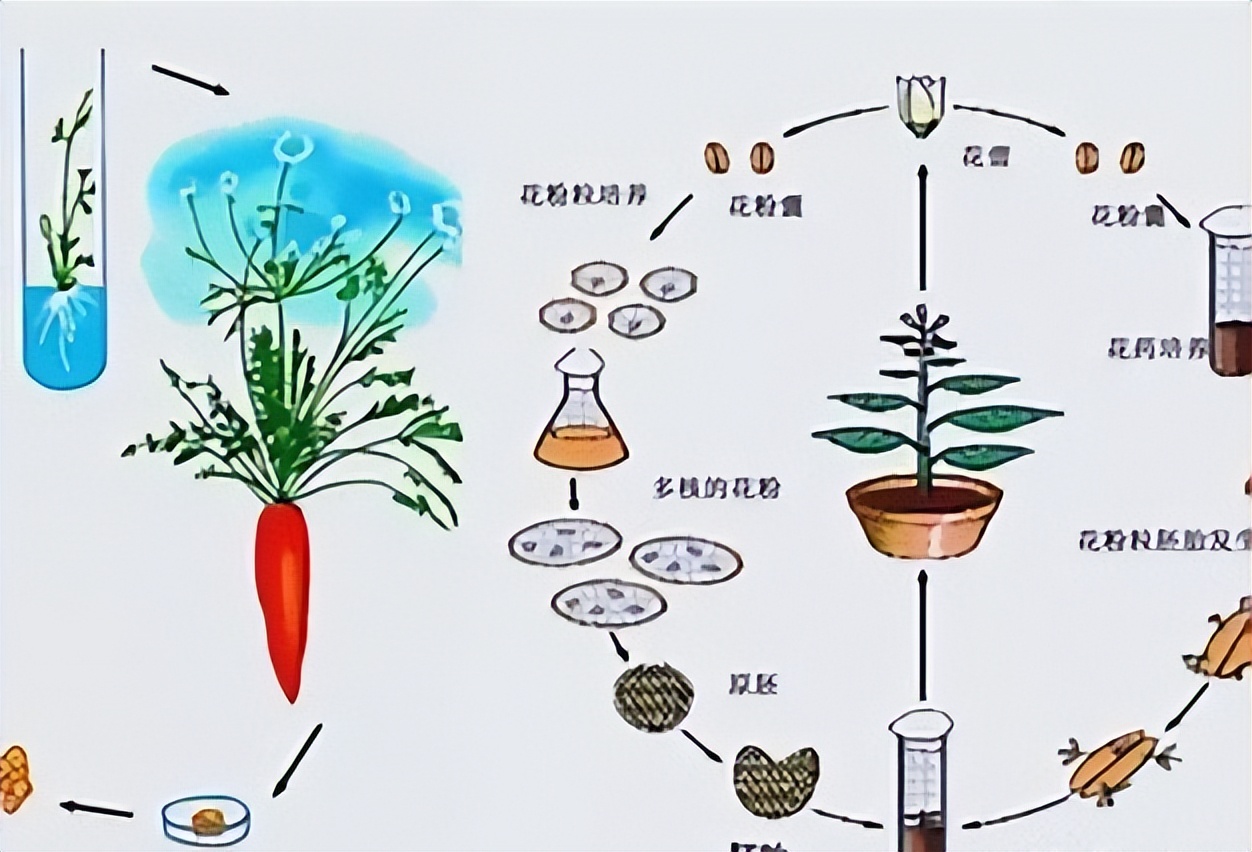 How do strawberry rootstocks reproduce in different planting periods ...