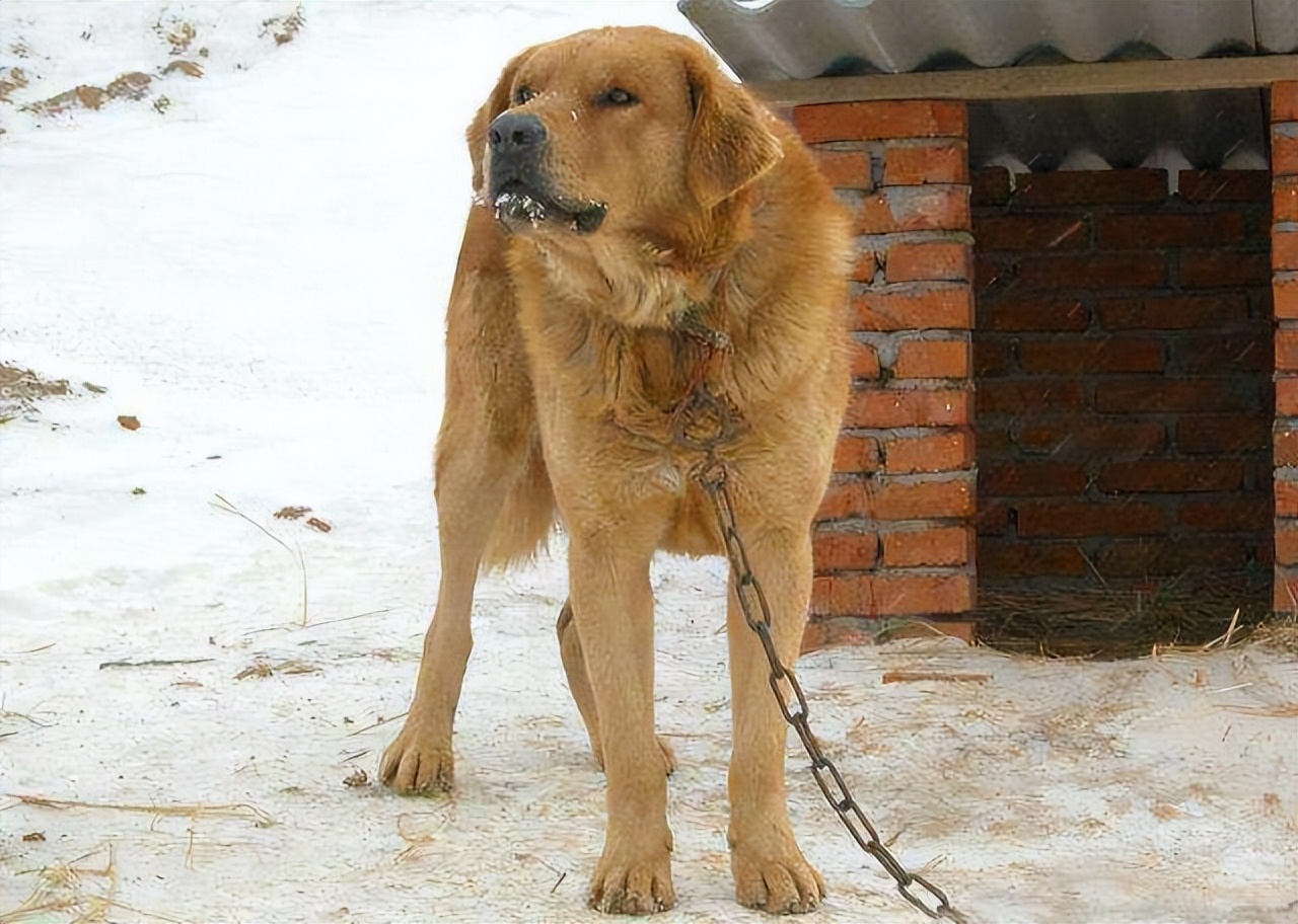 The native dog is the Chinese pastoral dog?Inventory of "6 big local ...