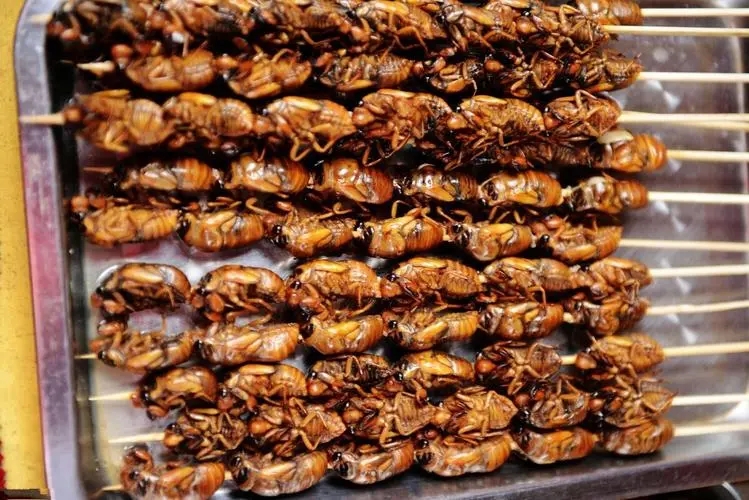 Prose: The joy of catching cicadas - iMedia