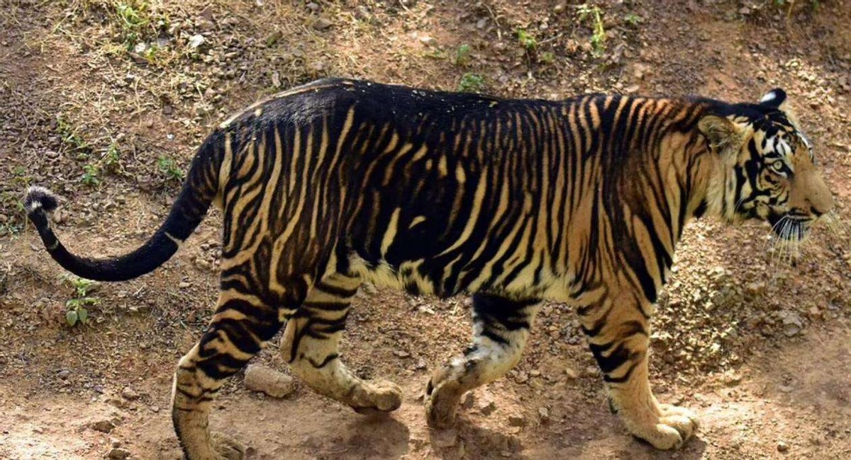 There are only 6 in the world!Indian photographer took rare black tiger ...