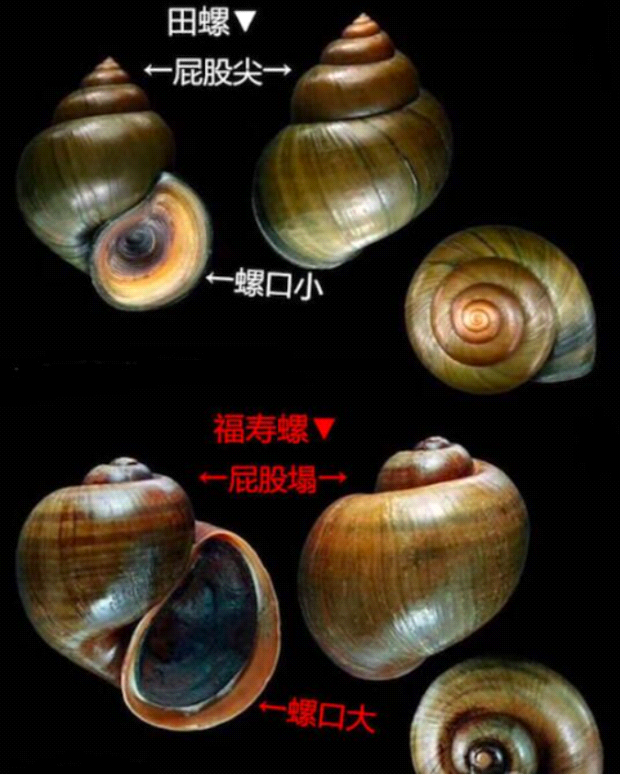 The characteristics and hazards of Fushou snail - iMedia