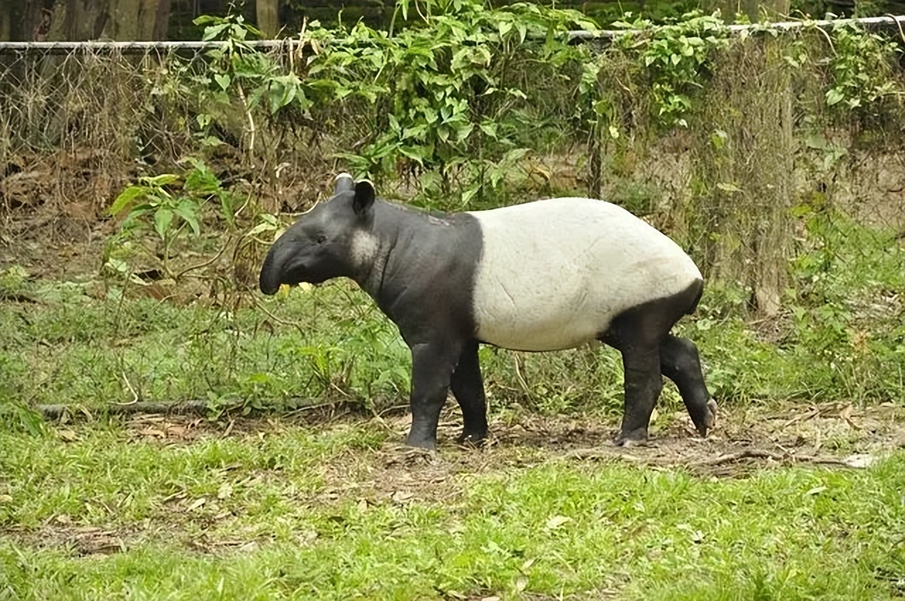 The legendary dream-eating tapir, I didn't expect it to be so cute - iMedia