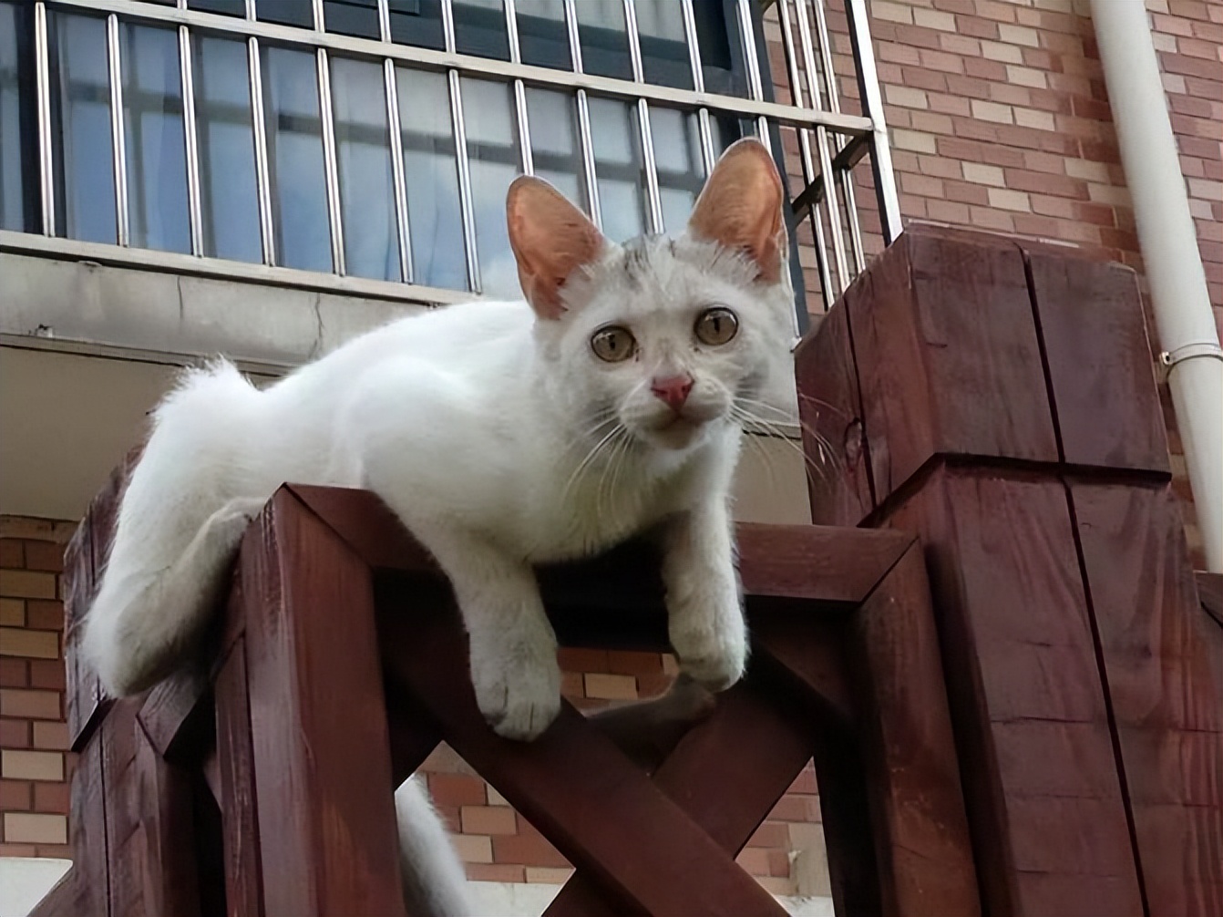 3 excellent poems about cats, they are full of literary talent and ...