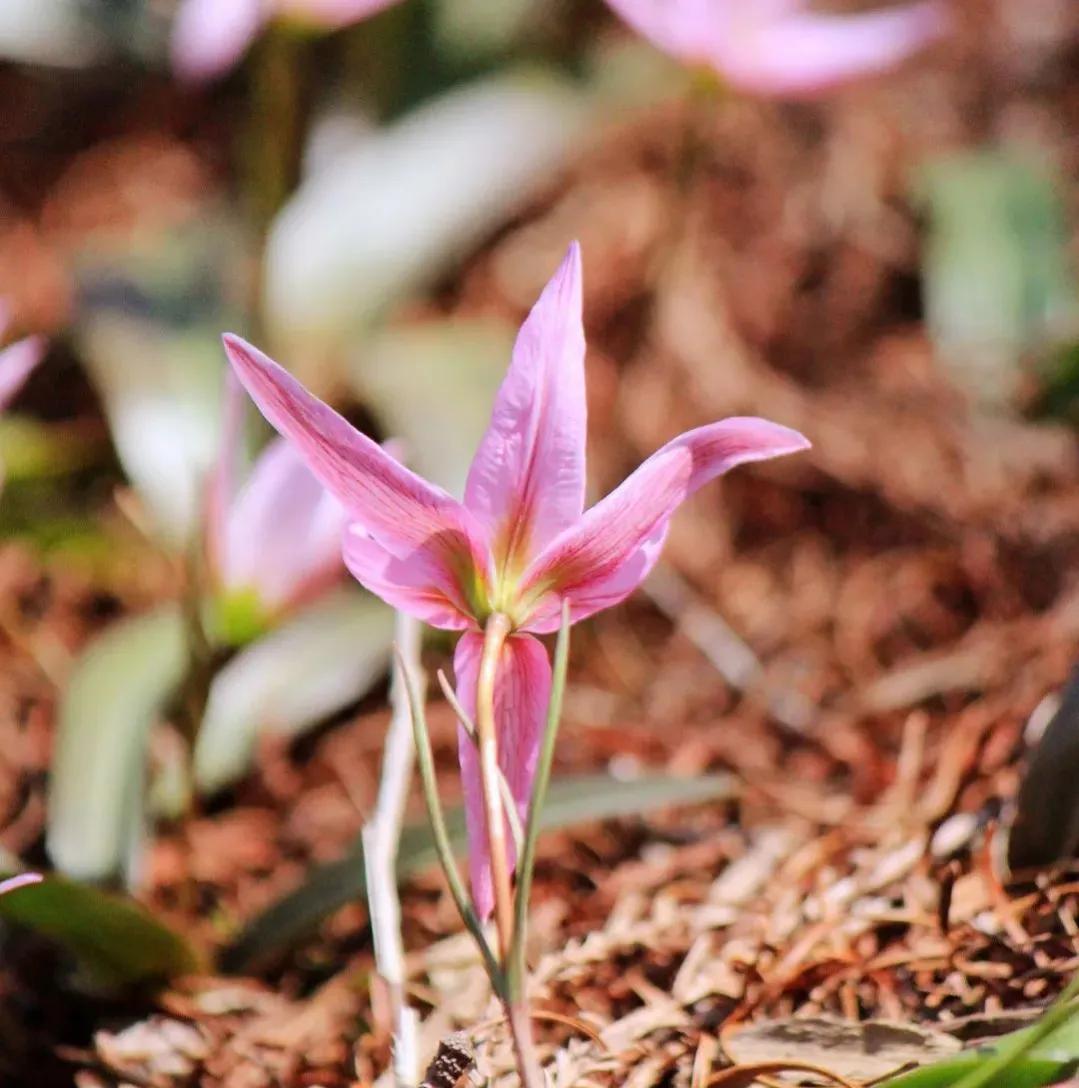 Enchanting and charming two-leaf tulip - iNEWS