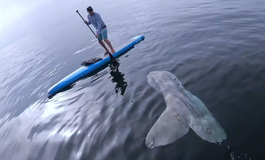 The world's dumbest fish, the stupid sunfish that won't run even if ...