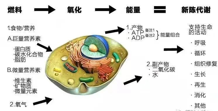 The essence of disease recovery, you should know - iNEWS