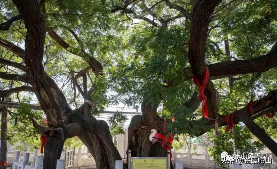 "khaki" tree - iNEWS