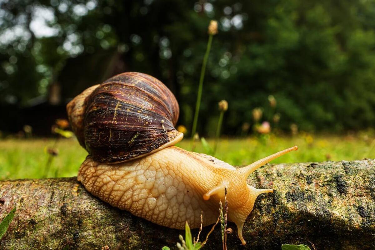 Why can't the big African snail be touched by hand? It is known as the ...