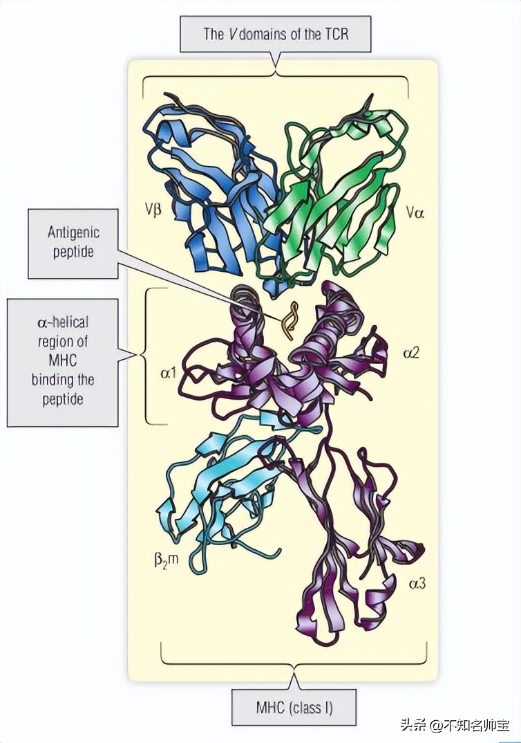 MHC-II dynamics are preserved in HLA-DR allotypes to ensure catalyzed peptide exchange - iNEWS