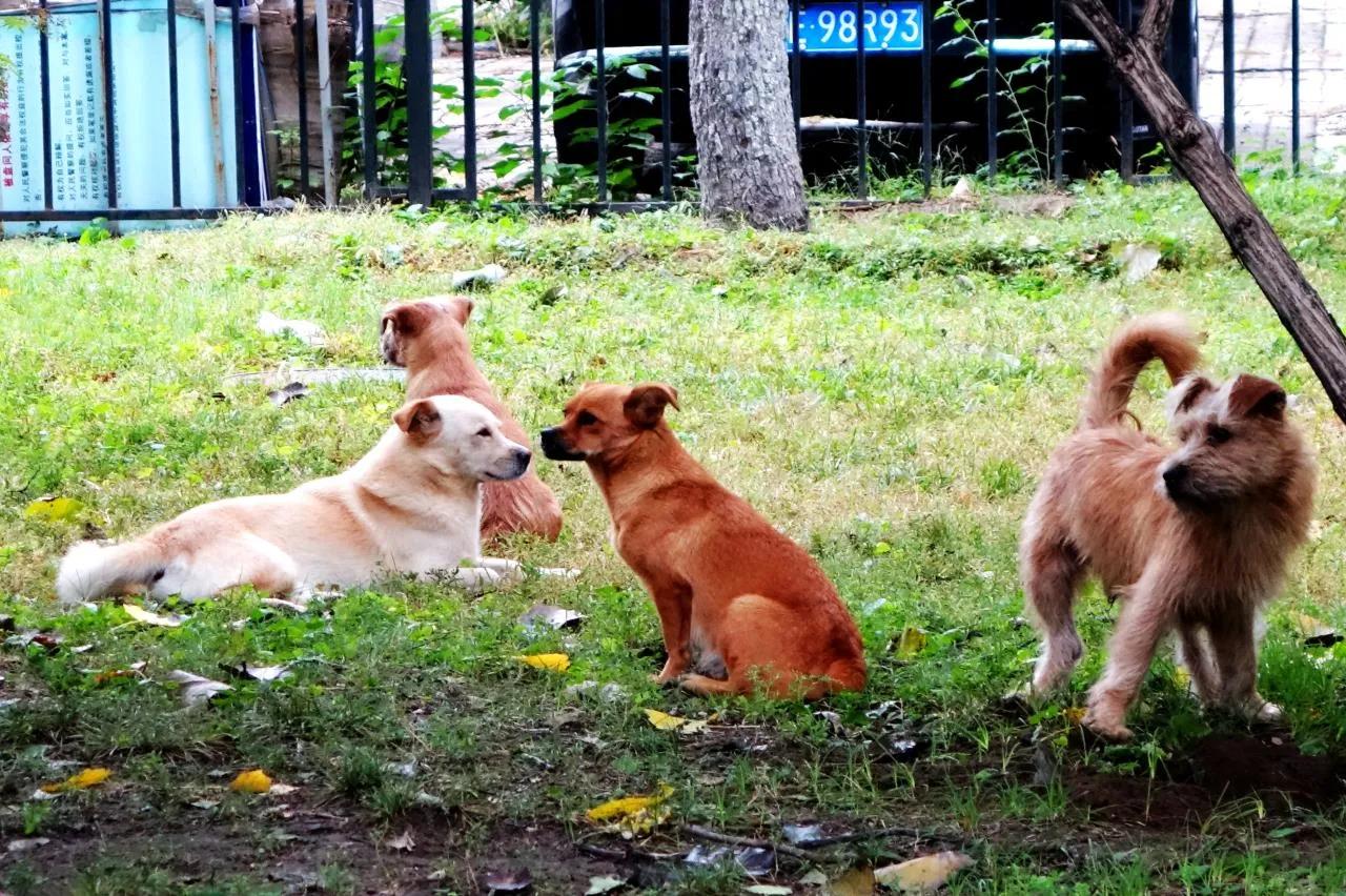 They, these four loyal and sensible stray dogs - iNEWS