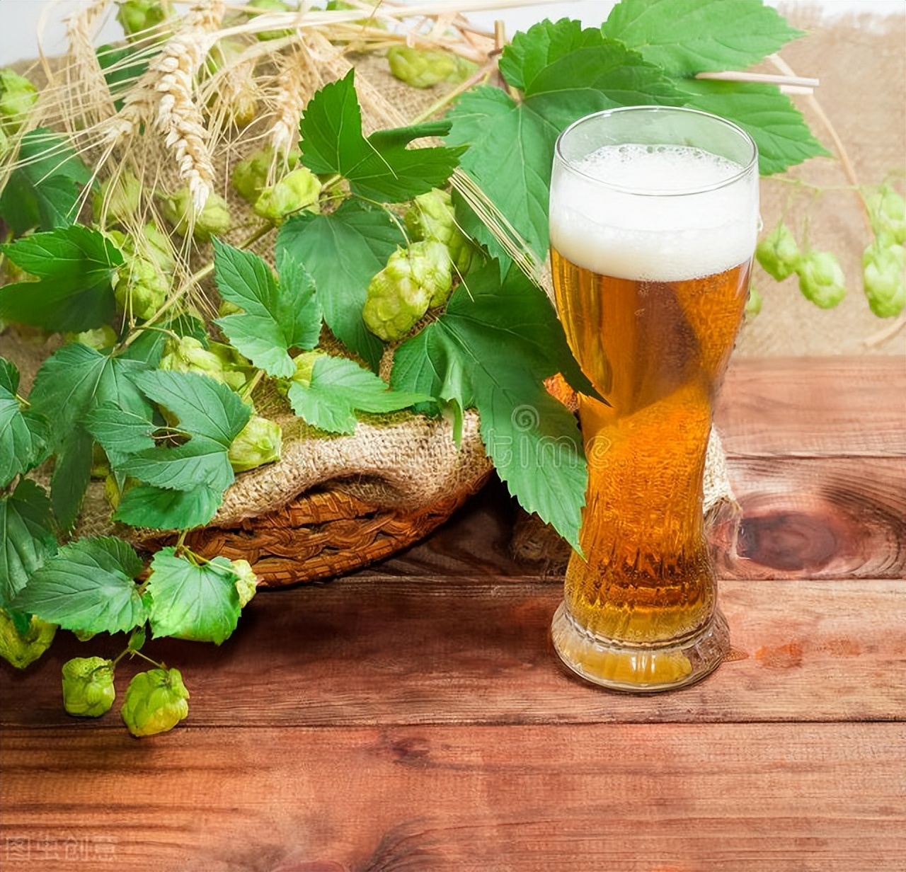 Can hops prevent hair loss? - iNEWS