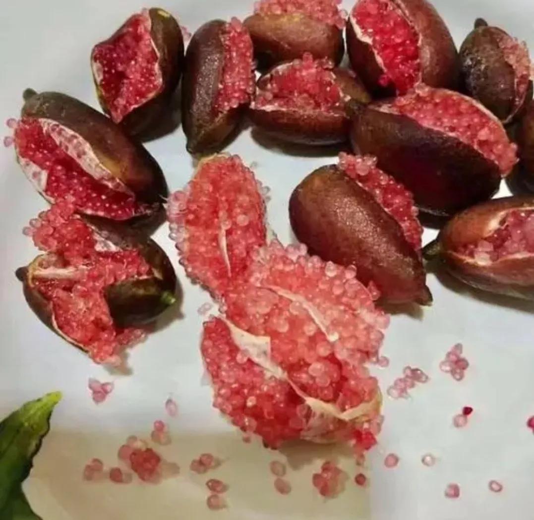 Luxury Fruit Series - Finger Orange - iNEWS