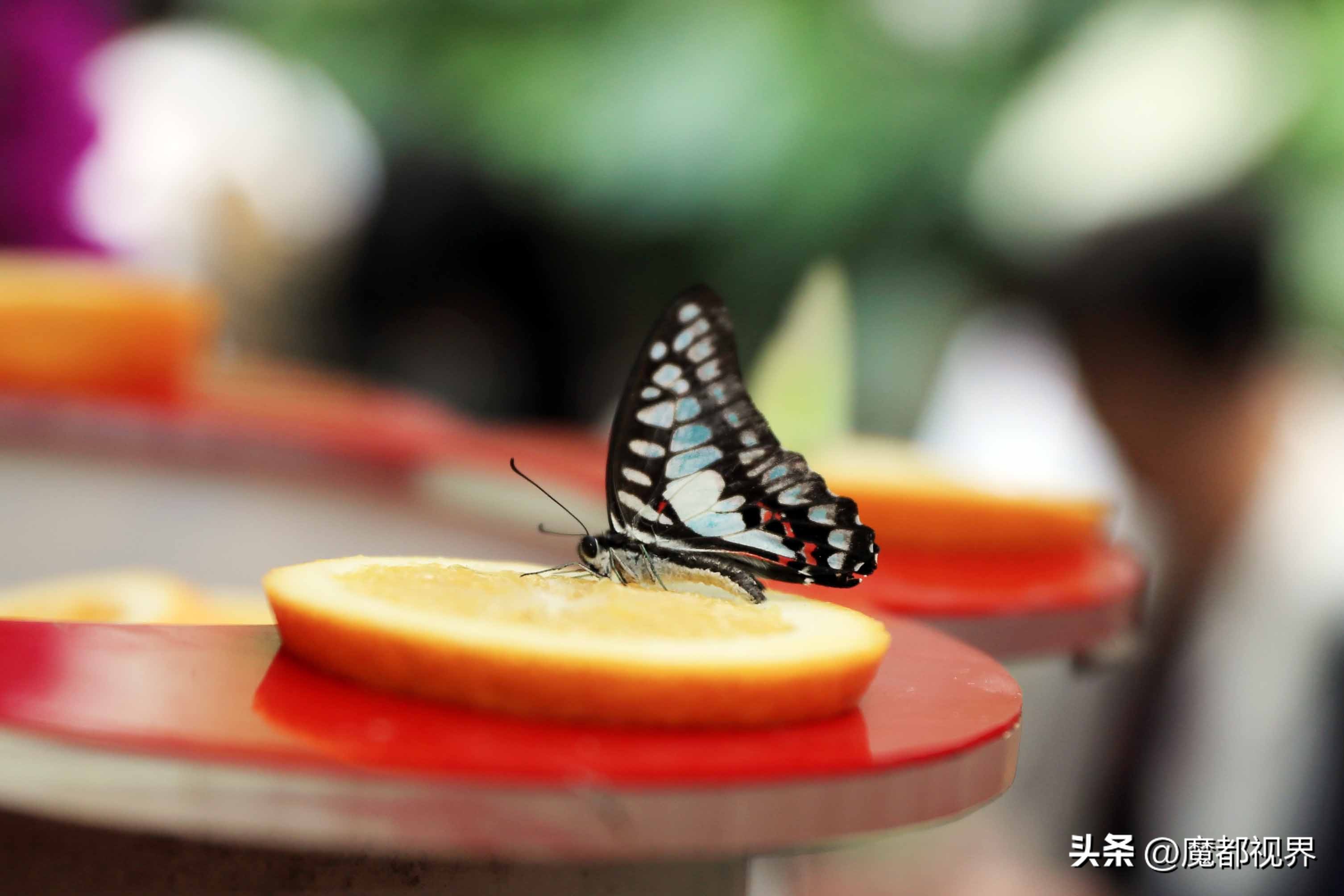 Shanghai Zoo releases 50,000 butterflies to celebrate National Day - iNEWS