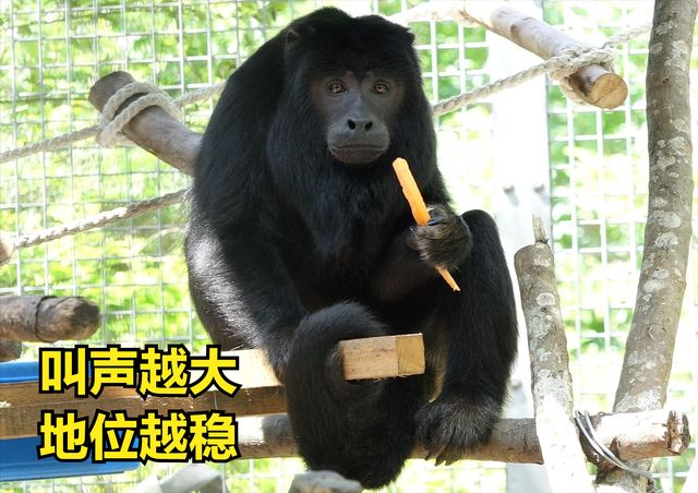 The famous loud voice in the village, howler monkey: a natural "big ...