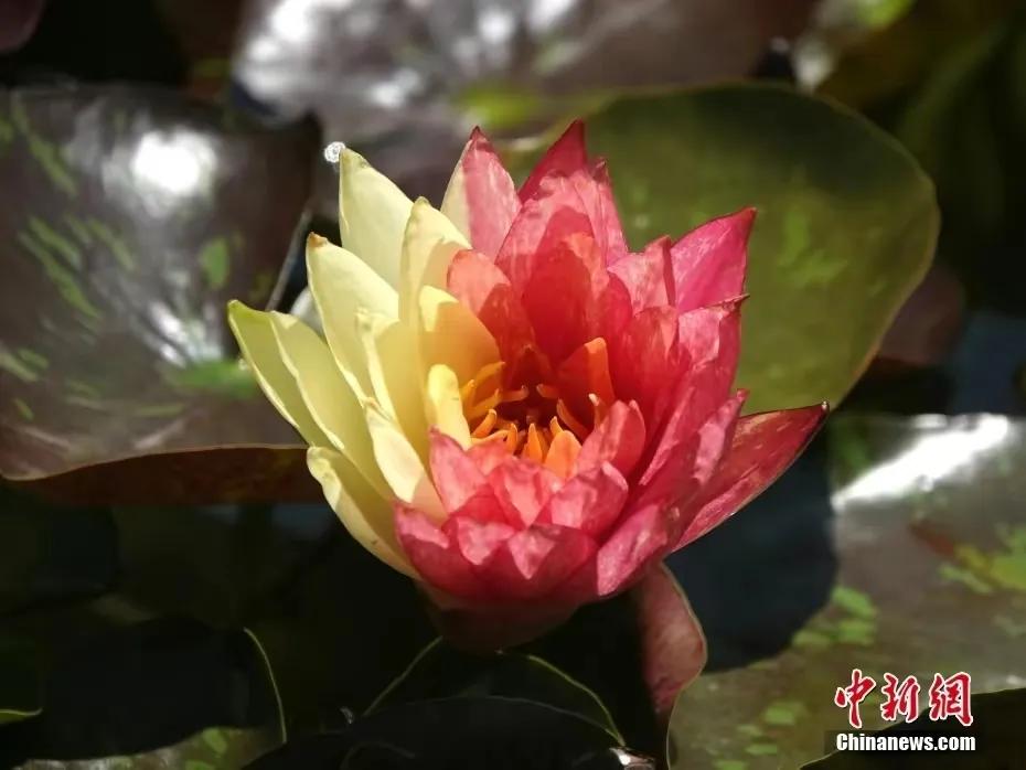 The unique lotus blooms, the novelty pursues the dream - iNEWS