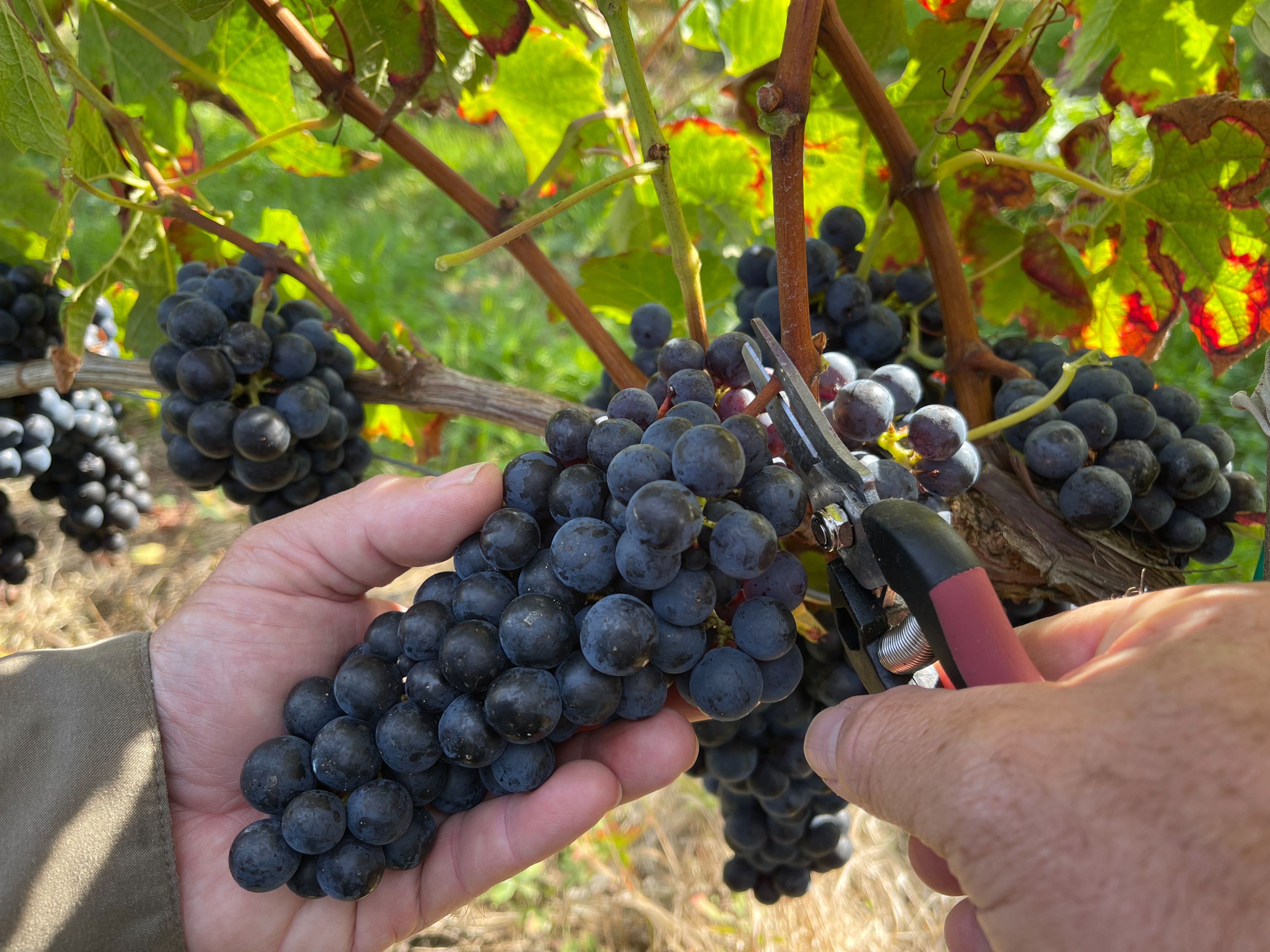 Yulu Wine - Ducano Ducca Family - iNEWS