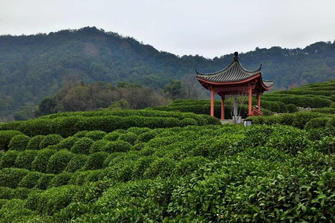 I said that it is the top stream of spring in Hangzhou, right? - iNEWS