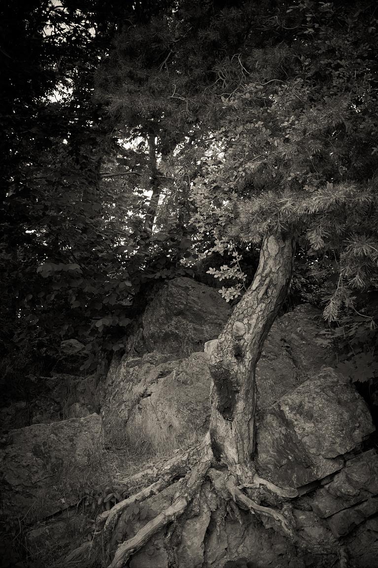 'Ghost' trees do not photosynthesize - iNEWS