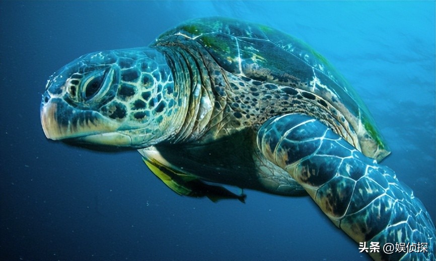Sea Turtles: An Incredible Journey, a moving documentary - iNEWS