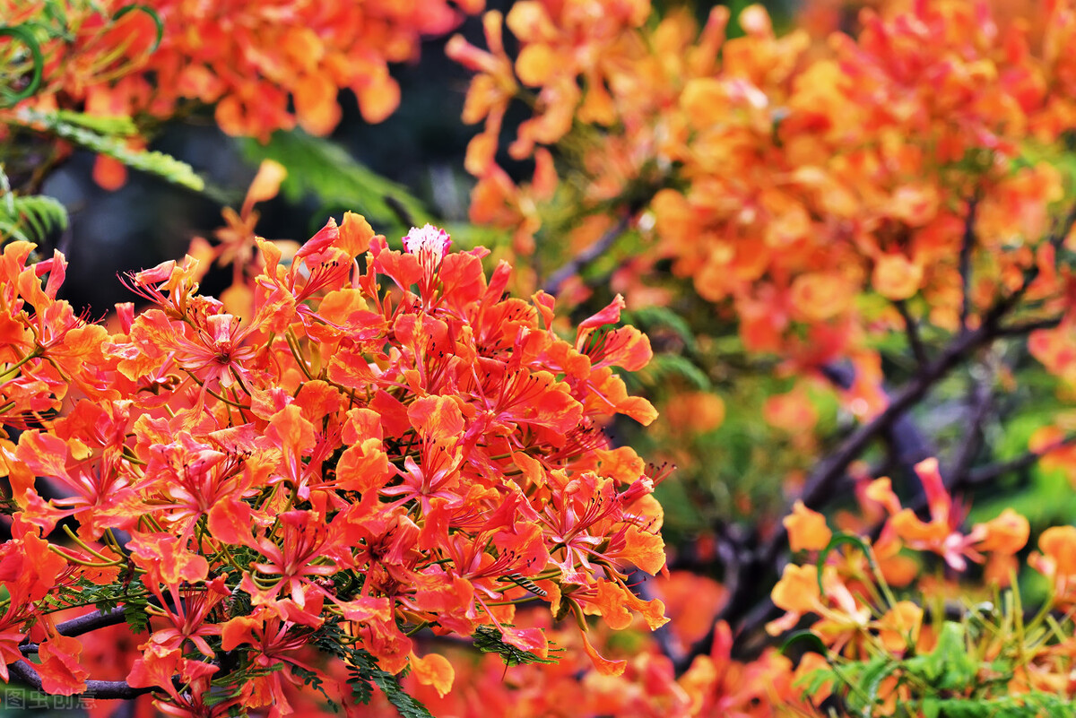 Phoenix Flower Meaning | Best Flower Site