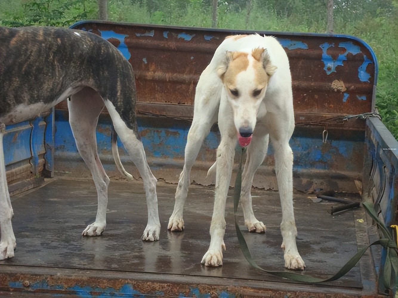 What are the endemic canids in China? Among them is the prototype of ...