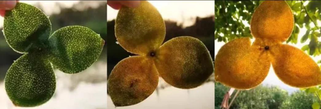 Why is the color of tangerine peel different? - iNEWS