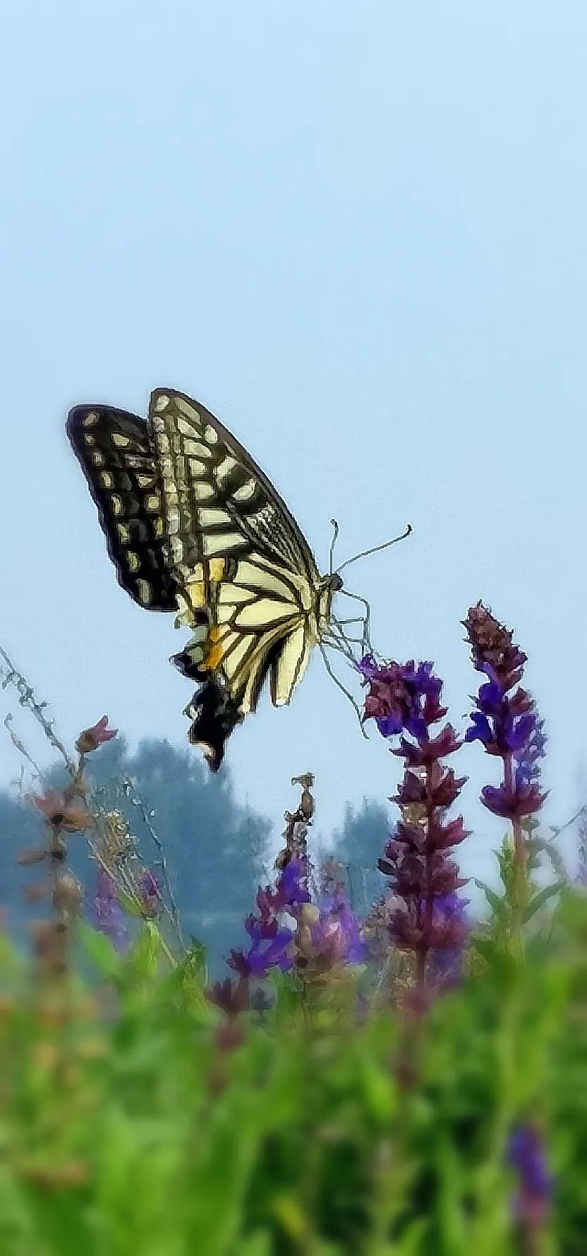 mobile phone capture butterfly - iNEWS