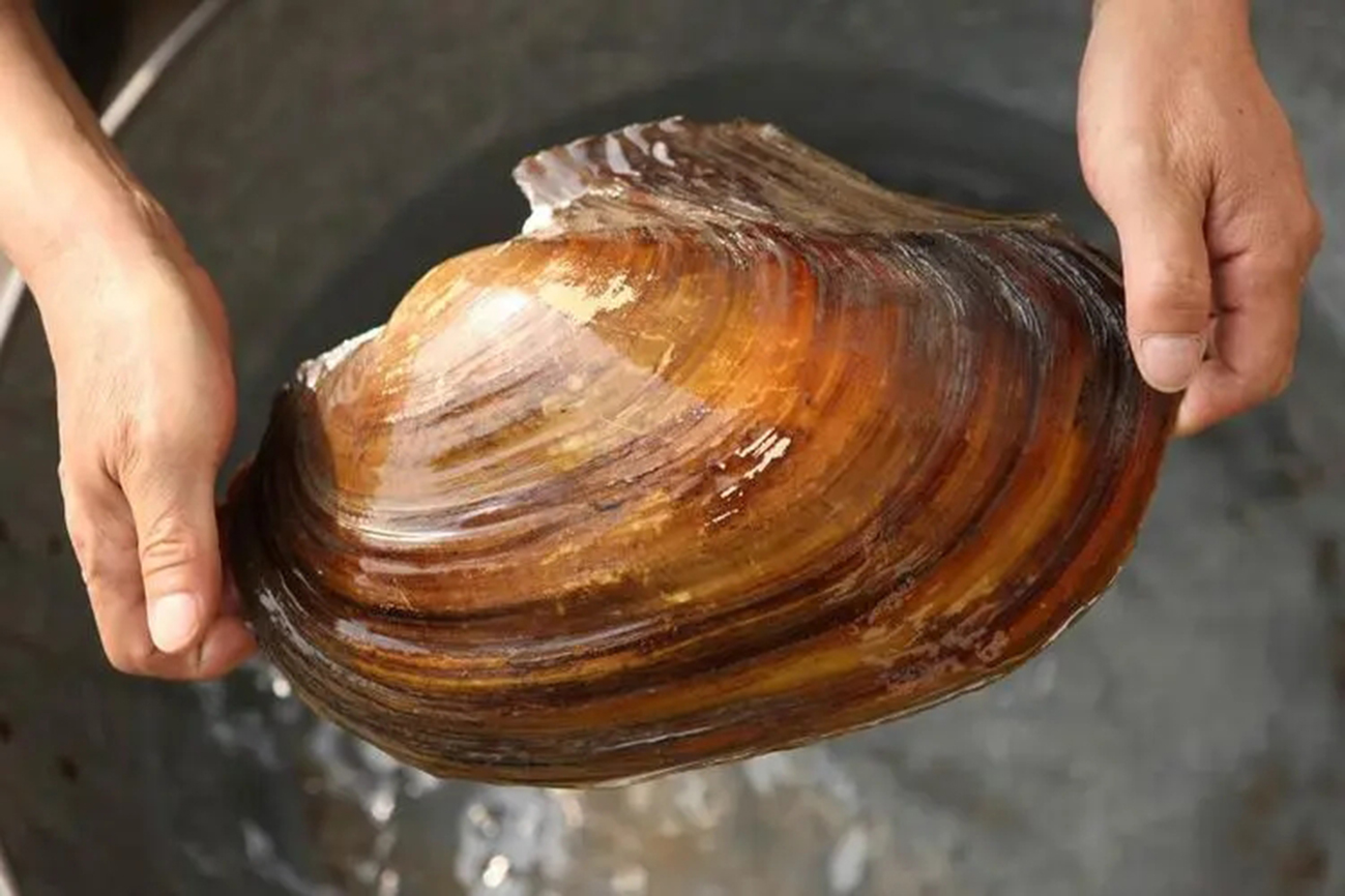 Why are mussels, which Chinese people don't want to eat, basically ...