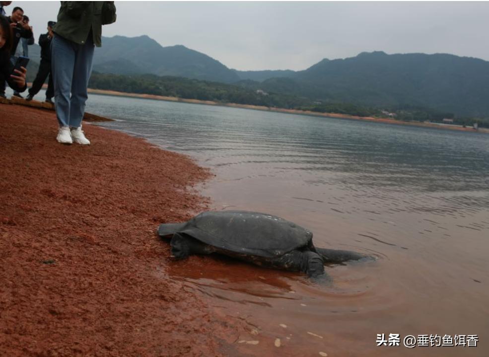 The Mystery of the Giant Soft-shelled Turtle: Why did a giant soft ...