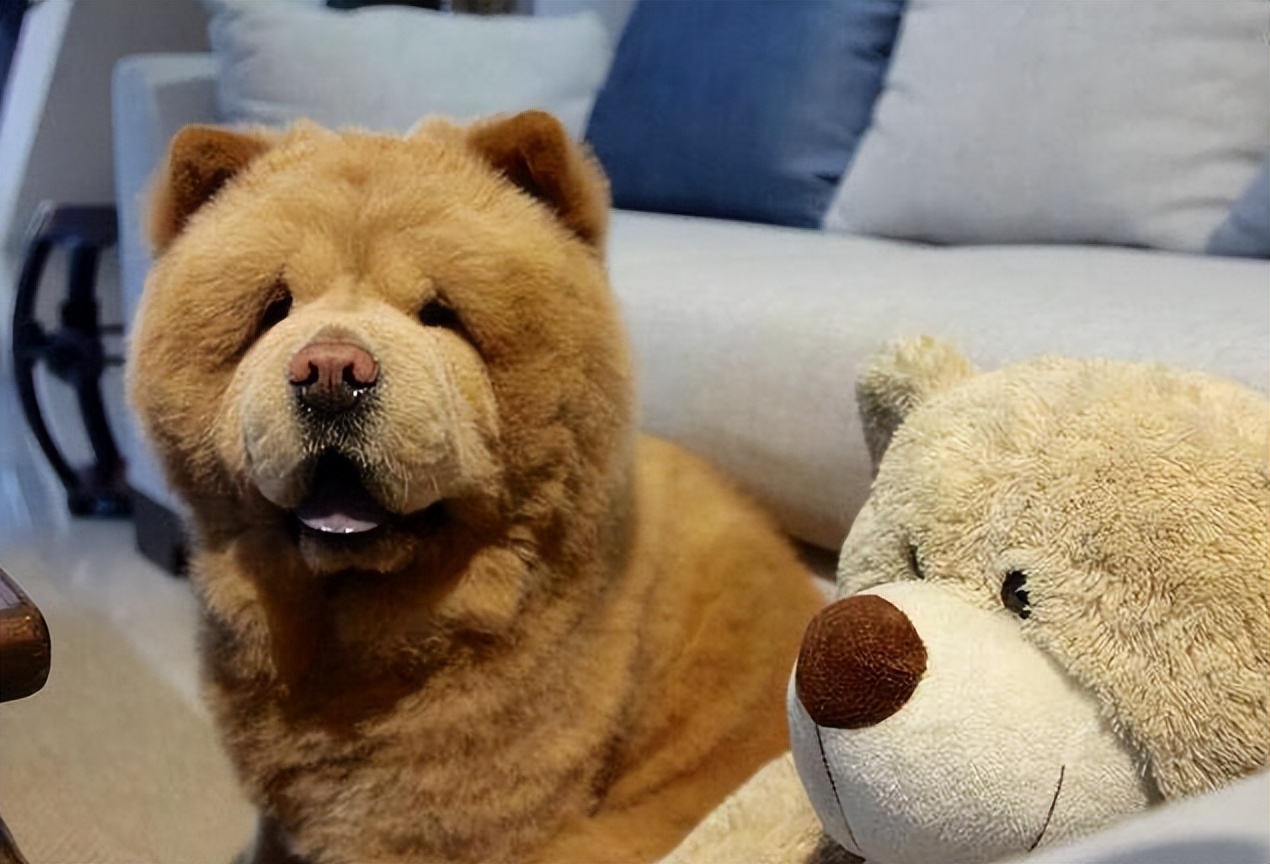 It turns out that the "Chow Chow" has so many advantages, no wonder ...