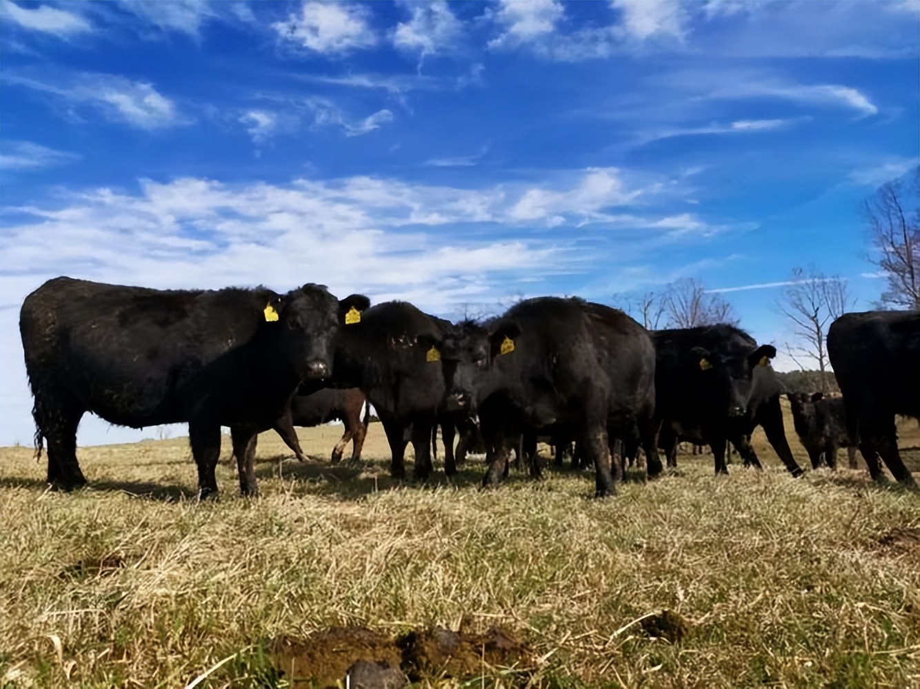 What new opportunities did the expansion of pastoral areas in the ...