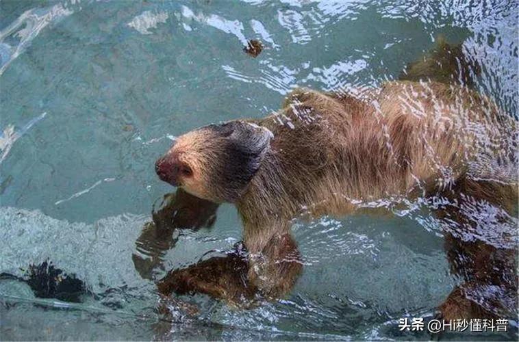 The real "water monkey" appeared?Not an otter or a sloth, but a deeply ...