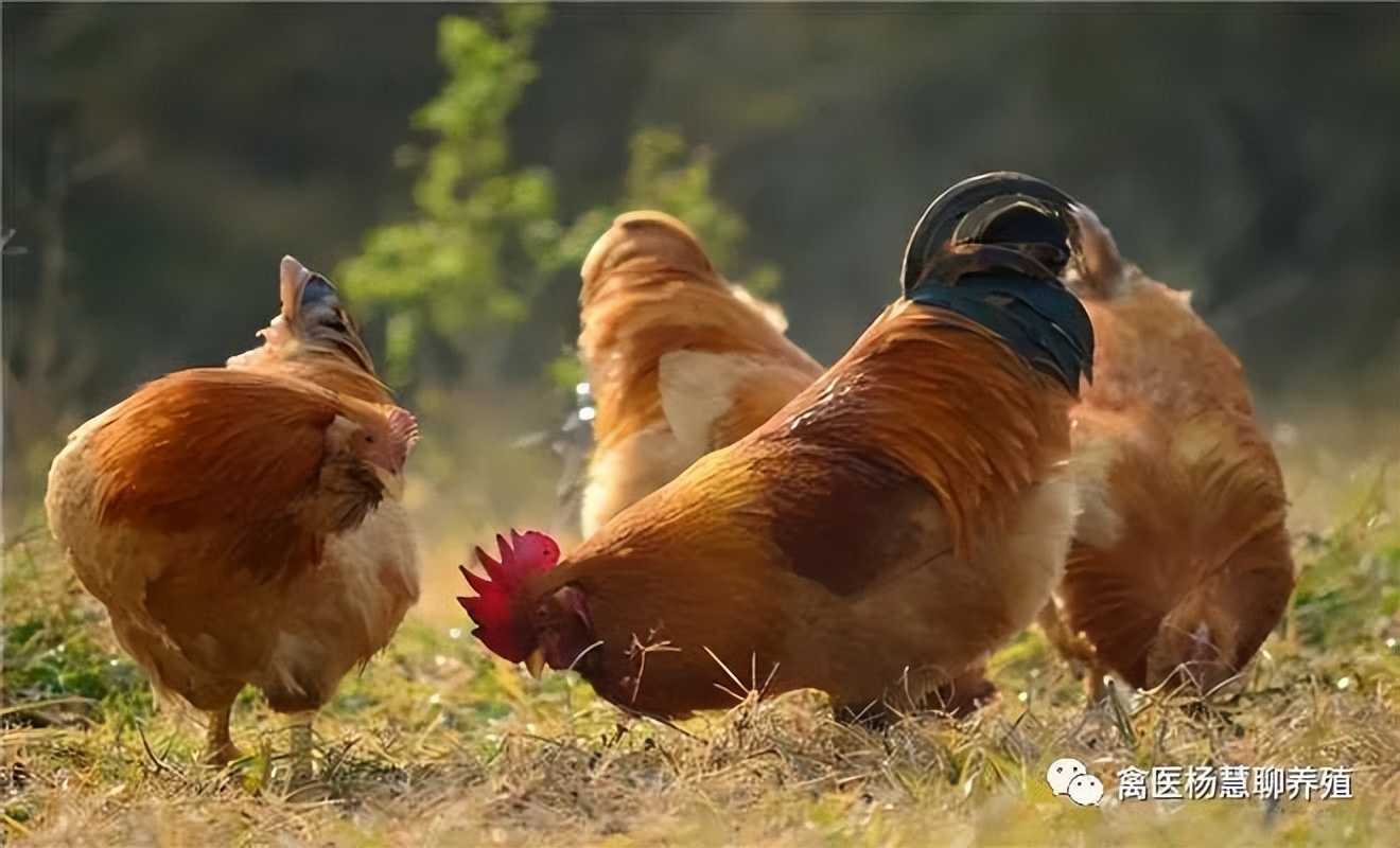 Poultry doctor Yang Hui talks about why the chicken legs are swollen ...