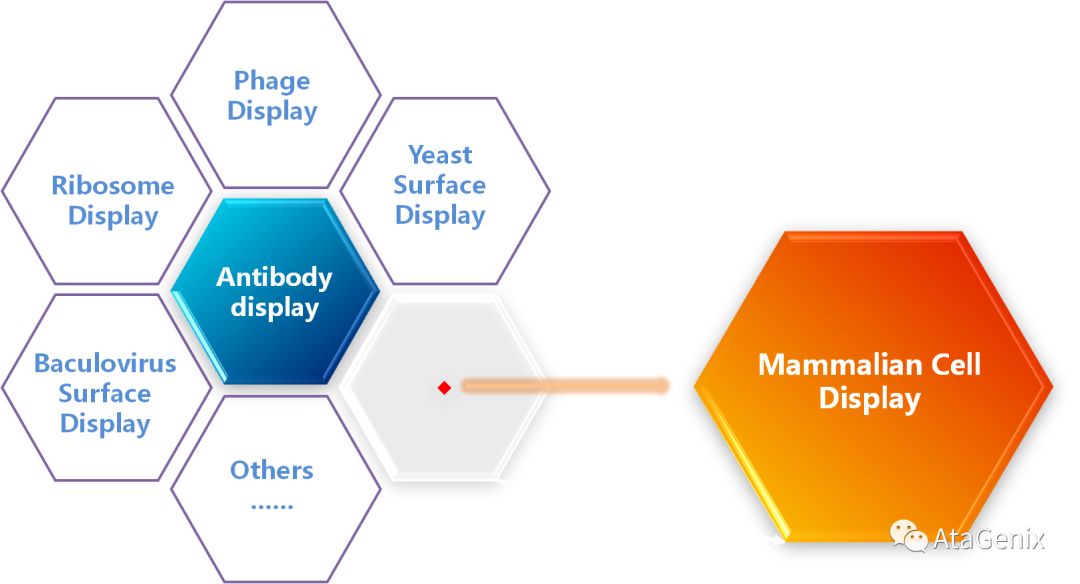 Antibody Discovery--Mammalian Cell Surface Display Technology - iNEWS