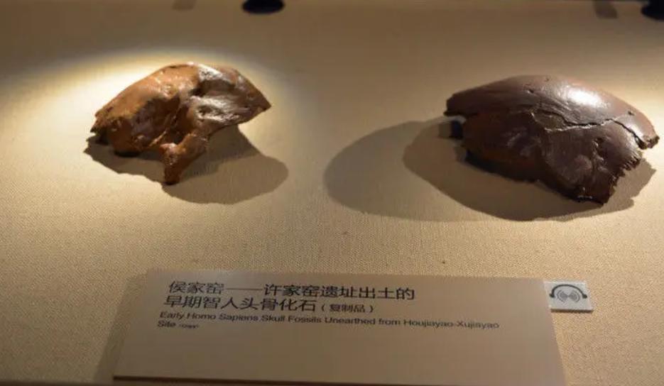 Is the question of the origin of human beings expected to be finalized ...