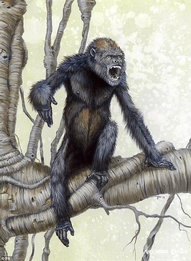 The appearance of ancient ape 12 million years ago was restored, it may ...