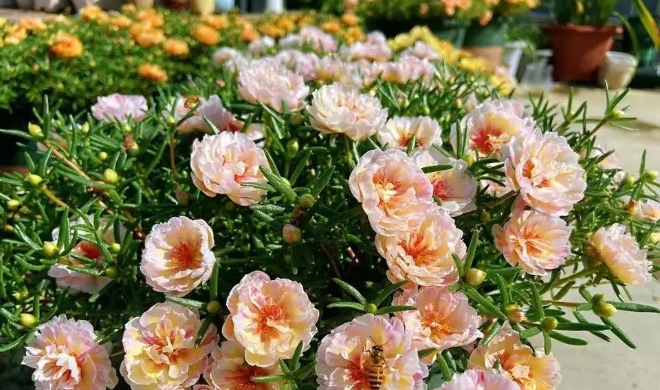 These four kinds of lazy flowers are strong and insect-free, easy to ...