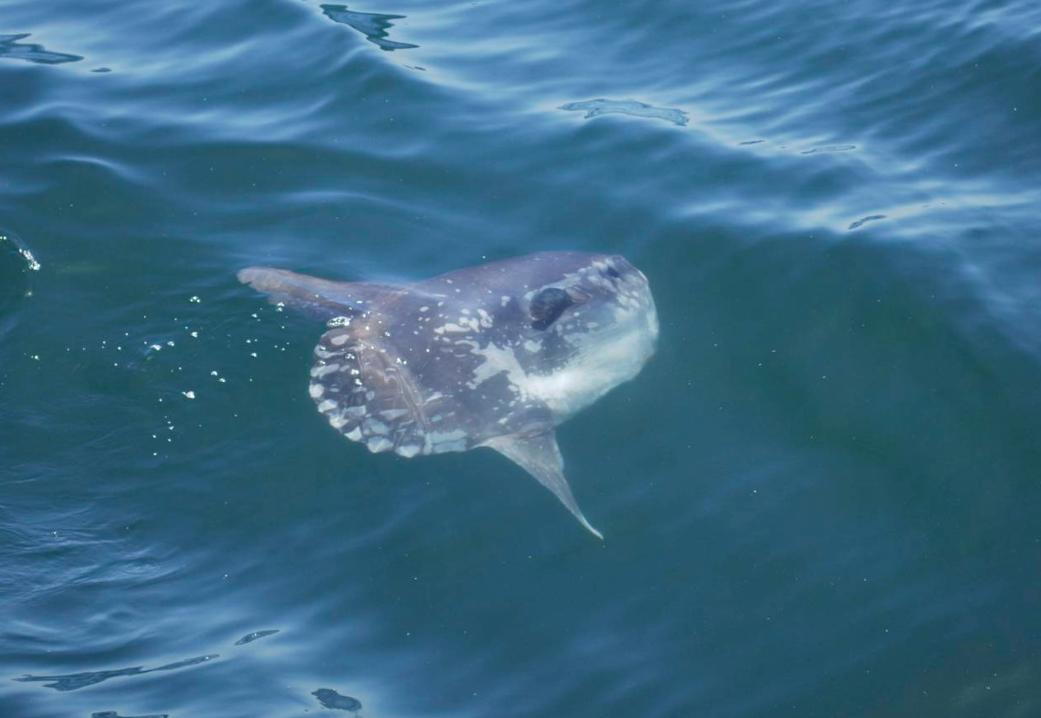 The world's dumbest fish, the stupid sunfish that won't run even if ...
