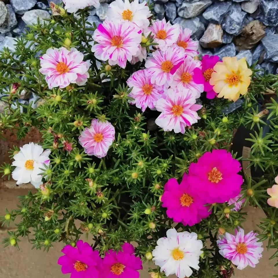 These 5 kinds of flowers are really worry-free, no matter how ...