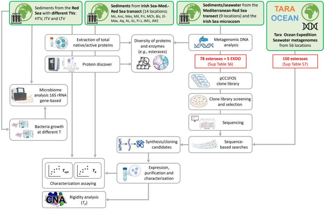 Enzyme adaptation to habitat thermal heritage shapes marine microbiome ...