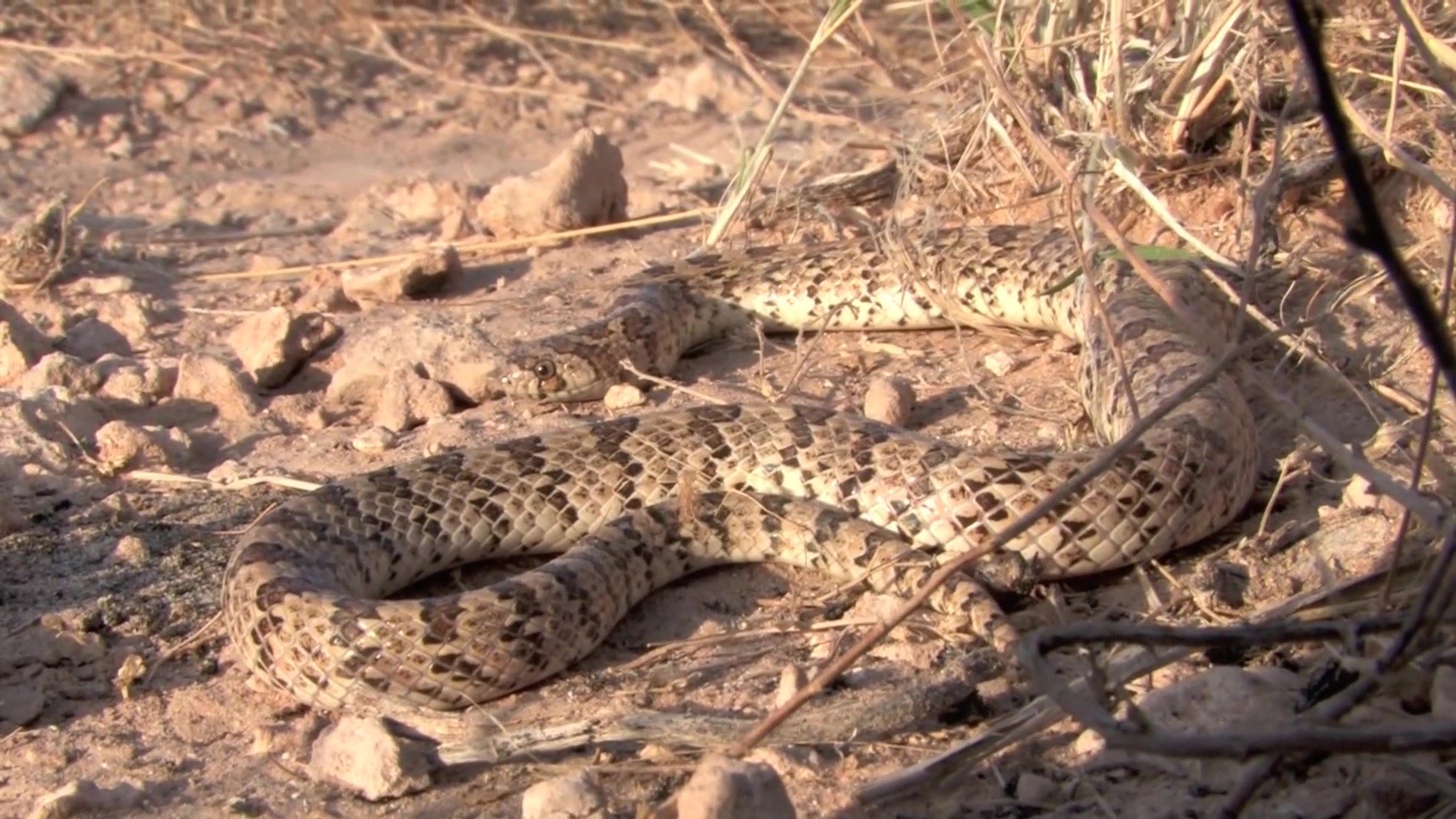 Have you ever heard of a fart snake?As long as you can grab it with one ...