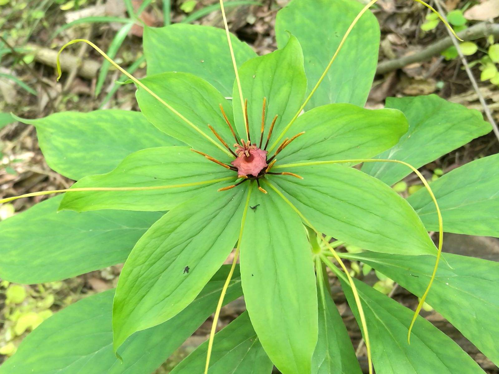 State protected plants, what are the Four Treasures of Shennong, and ...