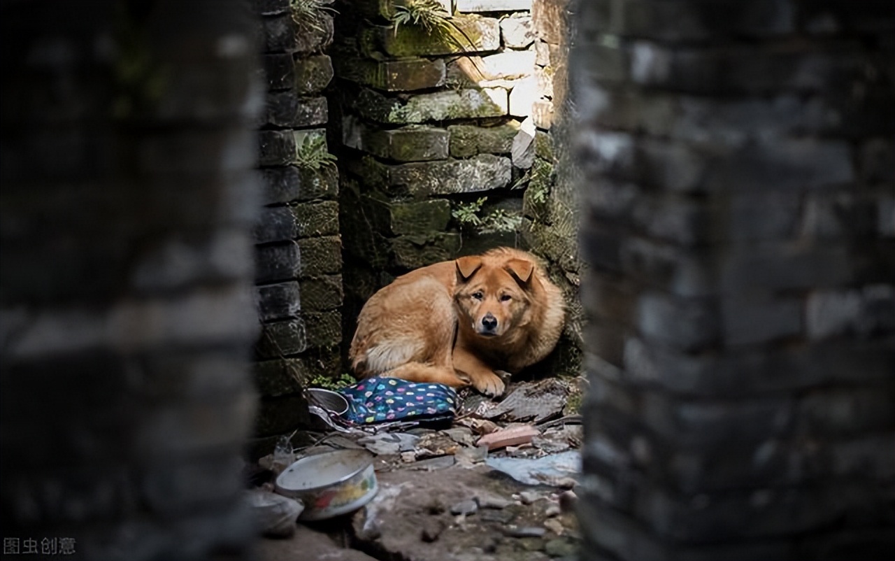 beware! Dogs with these behaviors may be a sign of "rabies"! - iNEWS