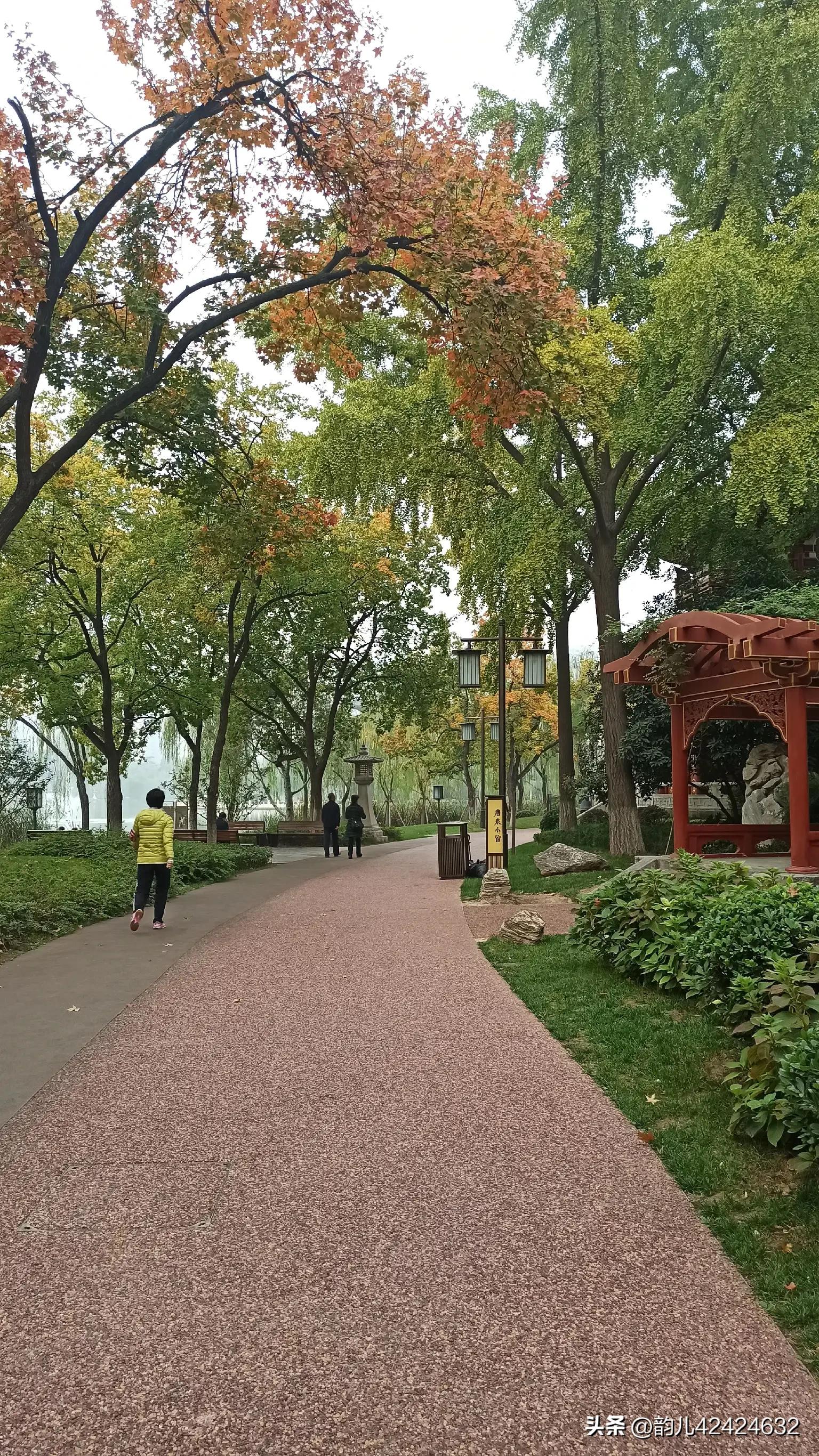 Colorful autumn leaves in Xingqing Park - iNEWS