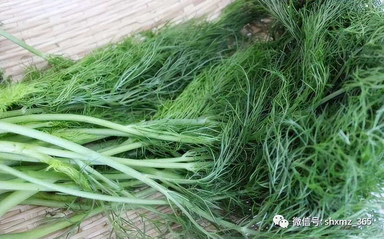 The best way to eat fennel, simply mix it, it is more fragrant than ...